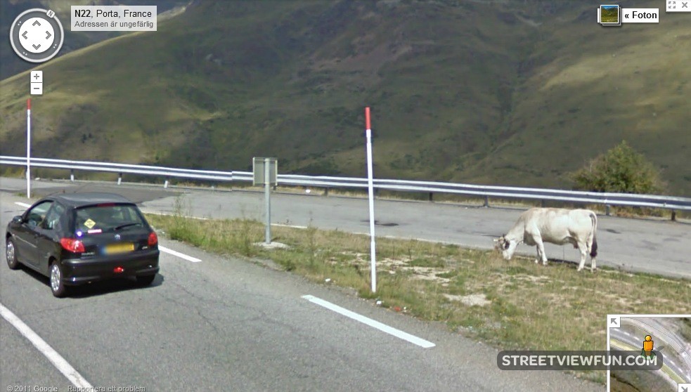 Anyone lost a cow? - part 2 - STREETVIEWFUN