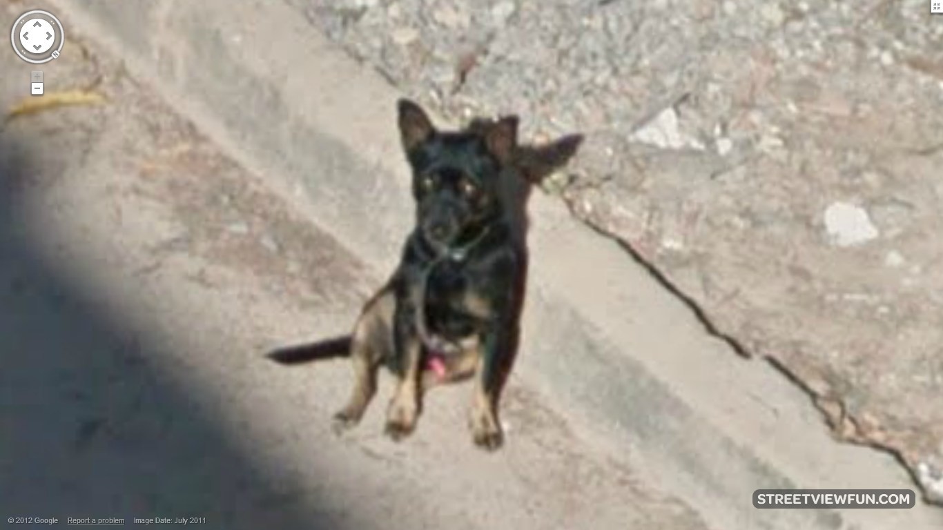 Bad dog - STREETVIEWFUN