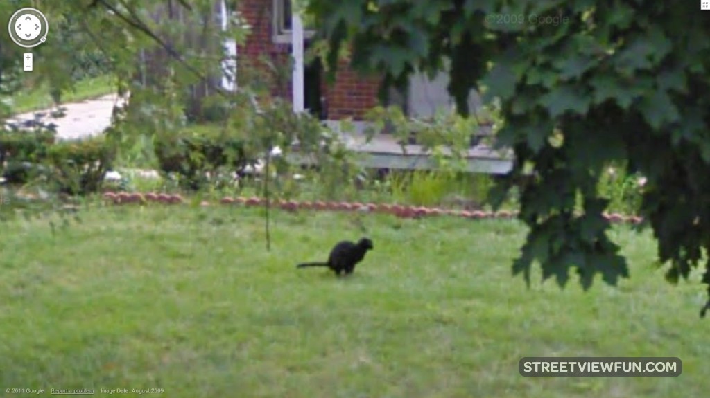 Guilty cat? - STREETVIEWFUN