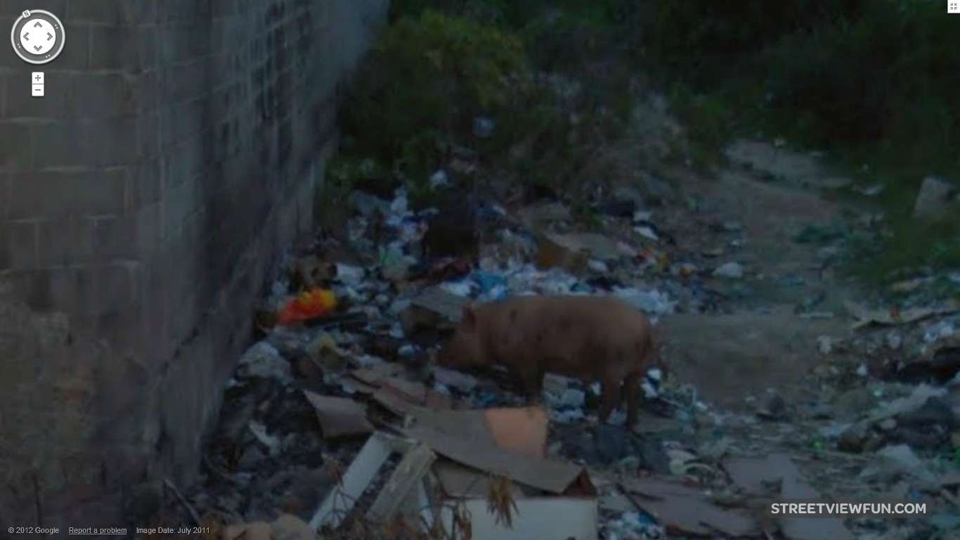 Pig in trash - STREETVIEWFUN