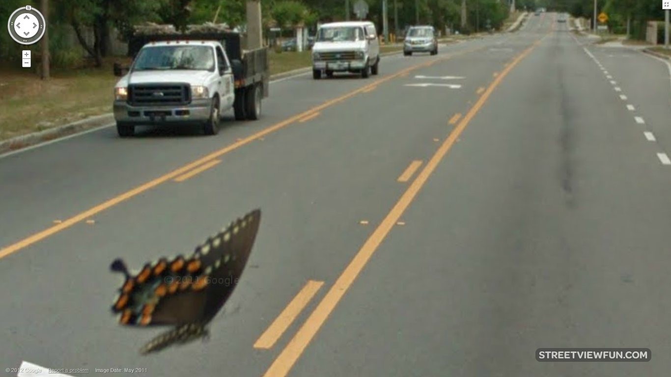 A real butterfly – STREETVIEWFUN