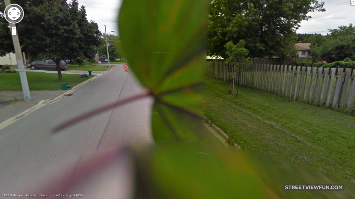 Leaf in the way - STREETVIEWFUN