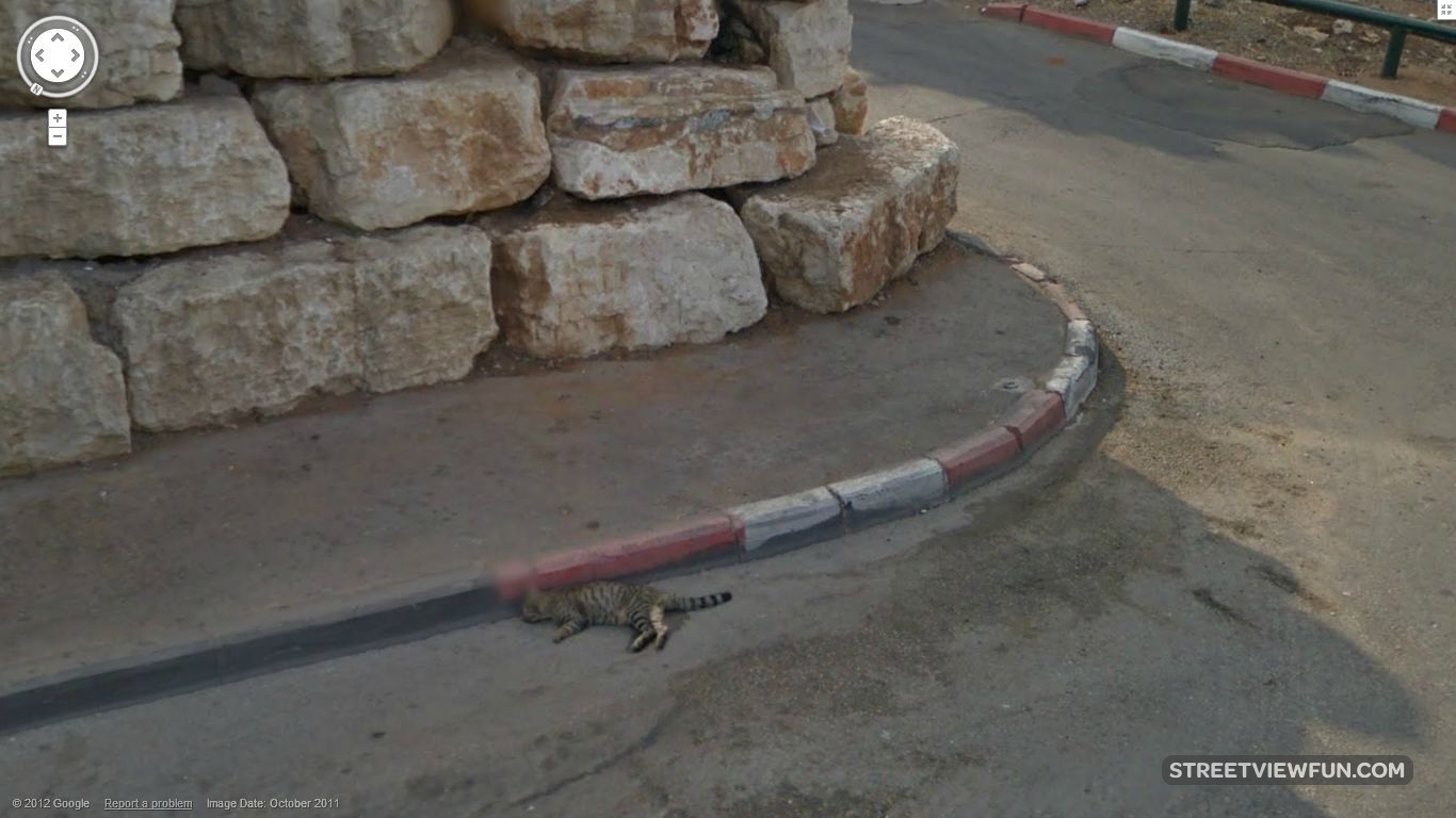 Poor cat... - STREETVIEWFUN