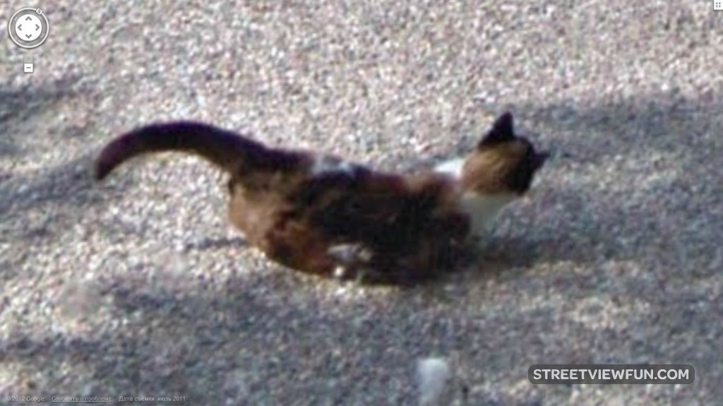 Google Street View killed the cat!!!!! - STREETVIEWFUN