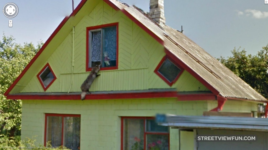 16 funniest animals on Google Street View - STREETVIEWFUN