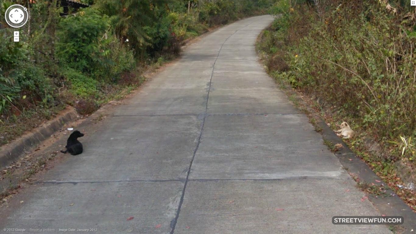 Puppies in staring contest - STREETVIEWFUN