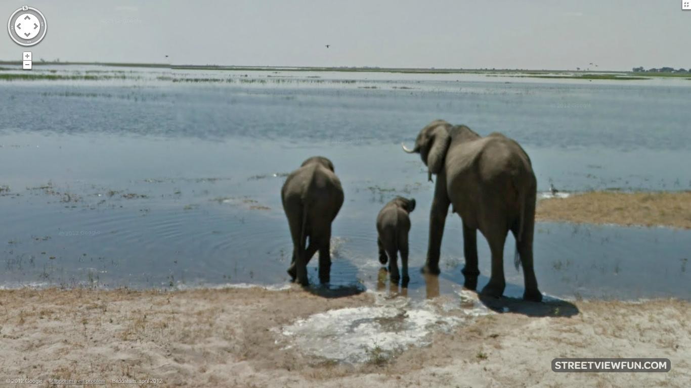 16 funniest animals on Google Street View - STREETVIEWFUN