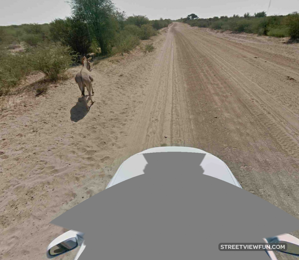 Google explain what happened to the donkey in Botswana - STREETVIEWFUN