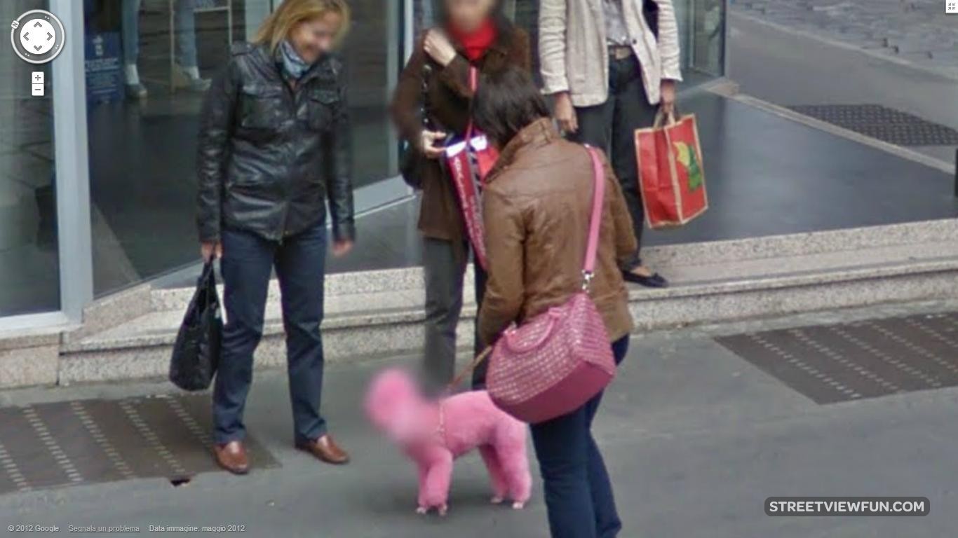 16 funniest animals on Google Street View - STREETVIEWFUN