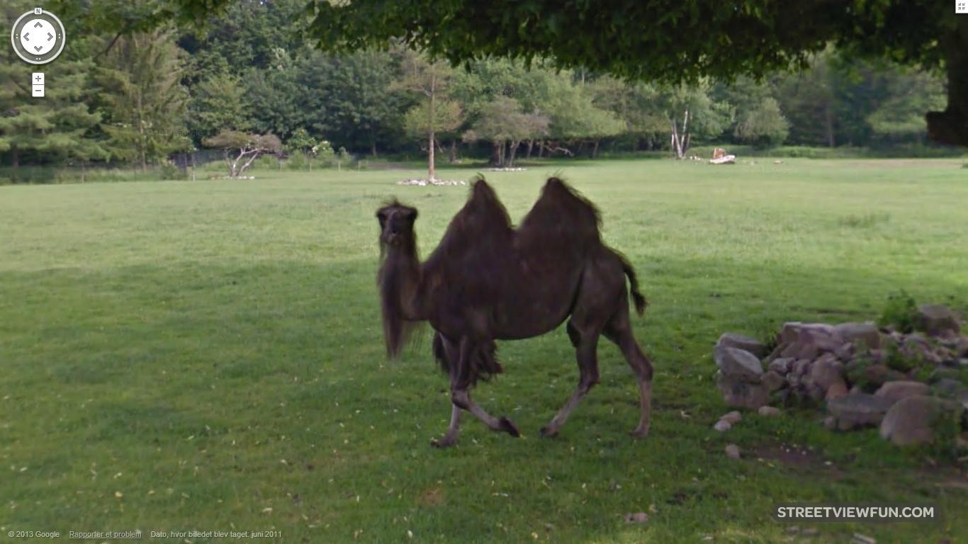 16 funniest animals on Google Street View - STREETVIEWFUN
