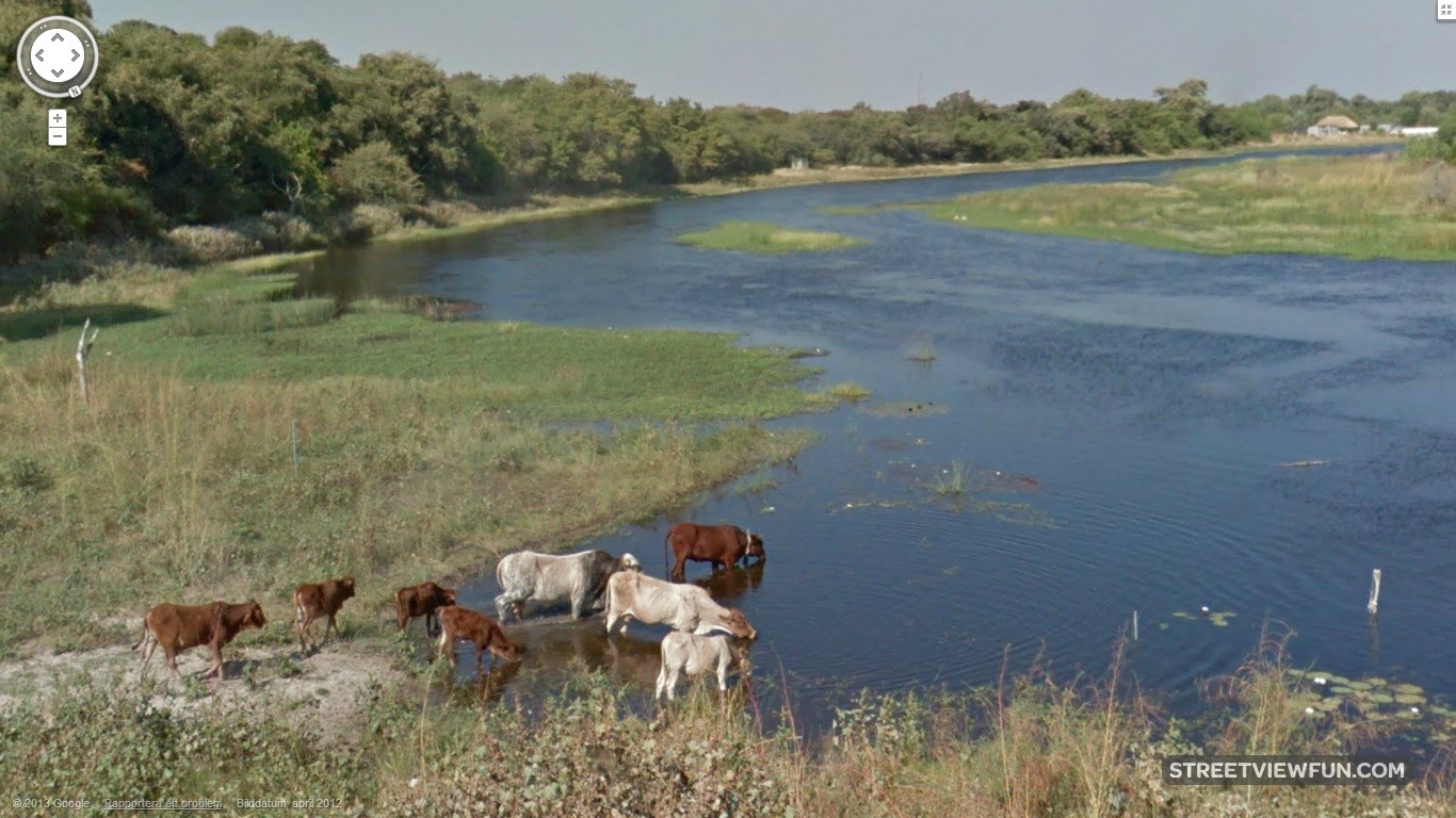 Cattle in the river – STREETVIEWFUN