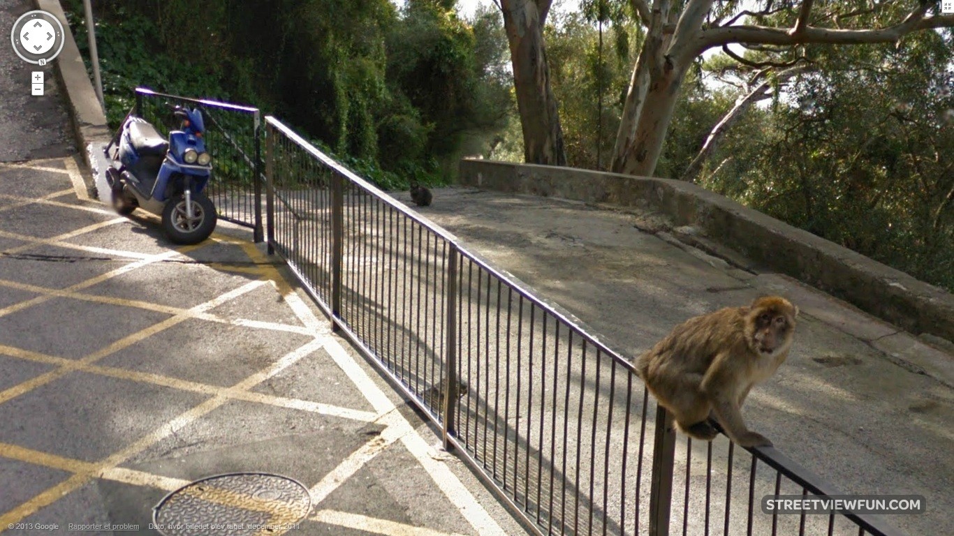 16 funniest animals on Google Street View - STREETVIEWFUN