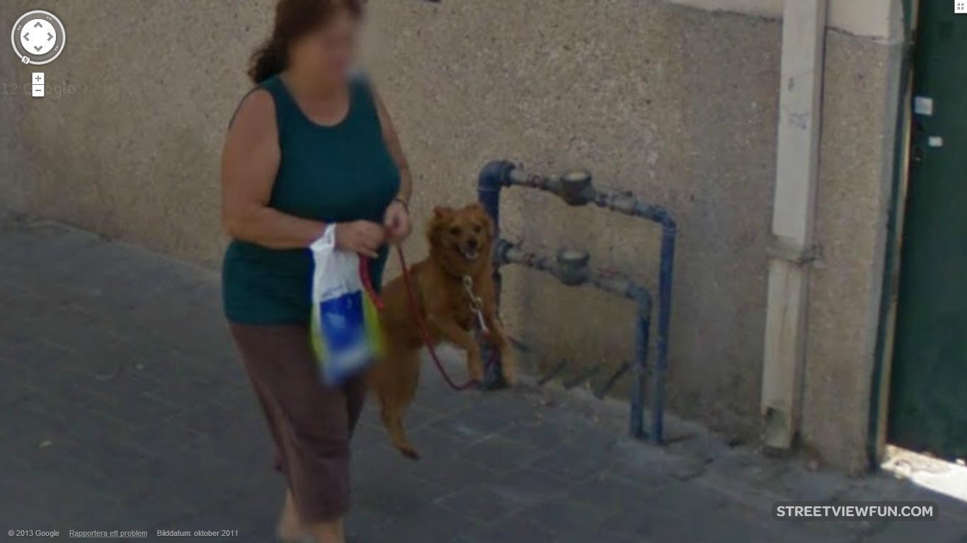 That dog can jump - STREETVIEWFUN