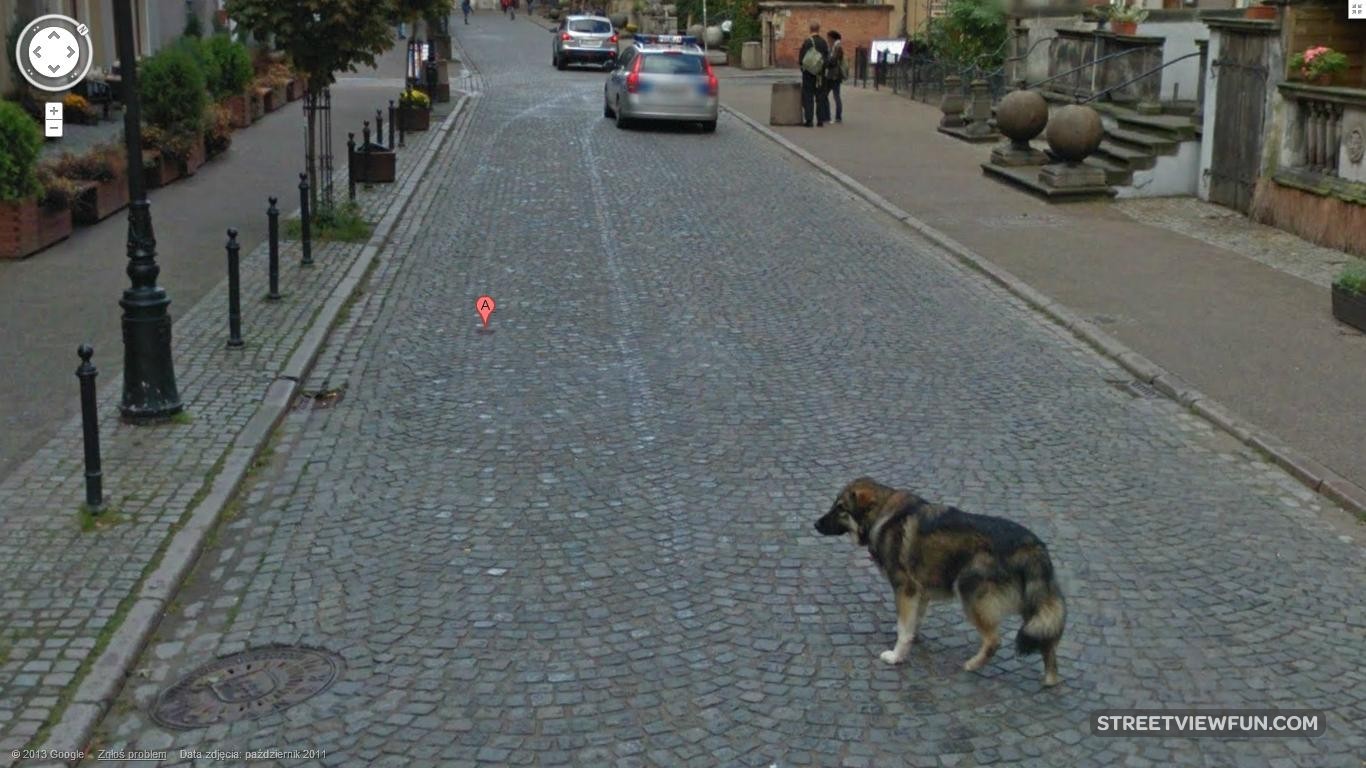 Google - what happened to this dog? - STREETVIEWFUN