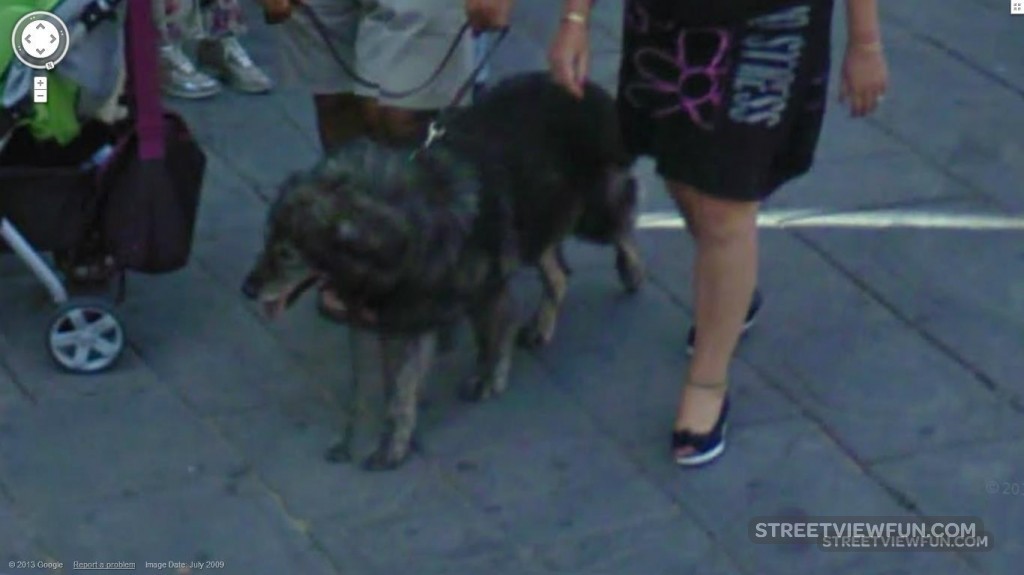 Centipede dog - STREETVIEWFUN