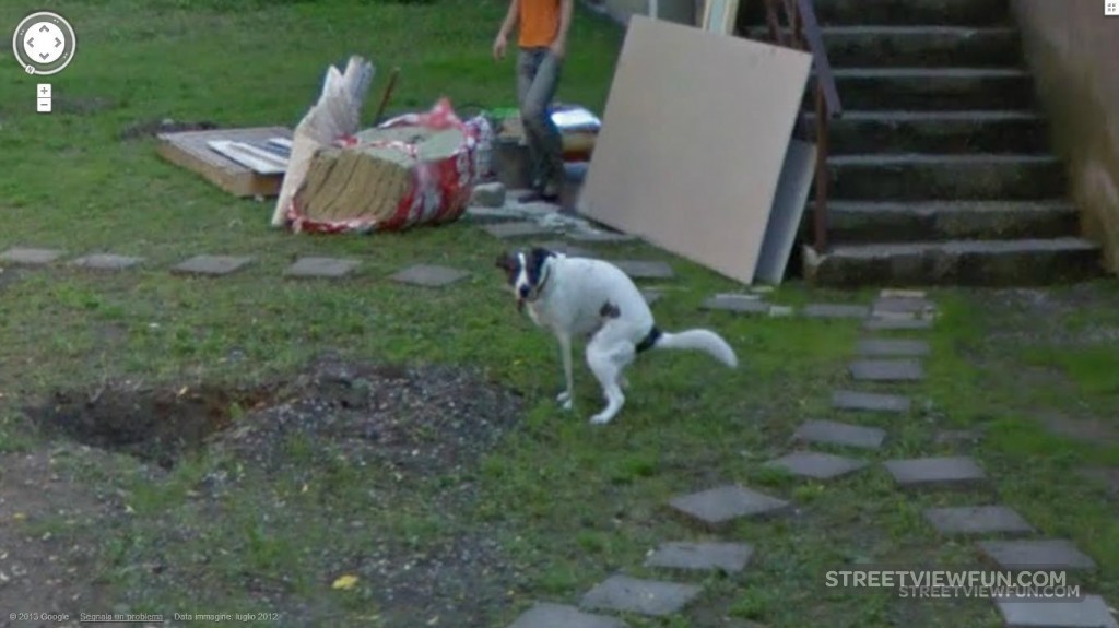 Guilty dog - STREETVIEWFUN
