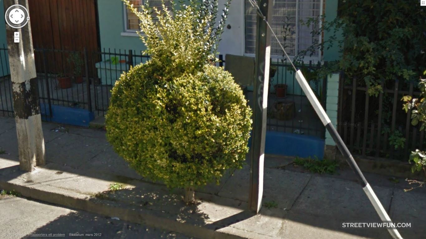 Funny topiary art - STREETVIEWFUN