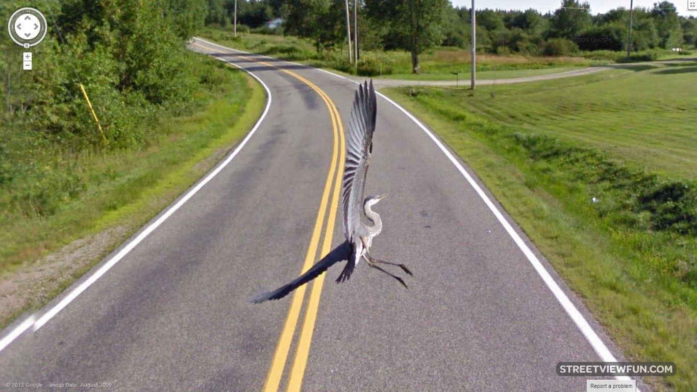 Look out for the Heron, Google! - STREETVIEWFUN