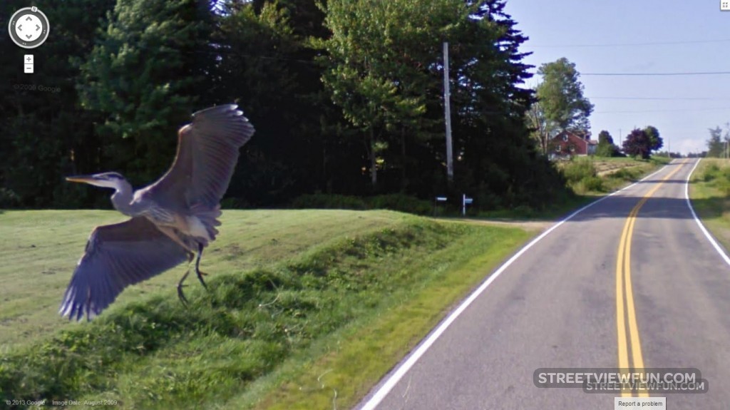 Look out for the Heron, Google! - STREETVIEWFUN