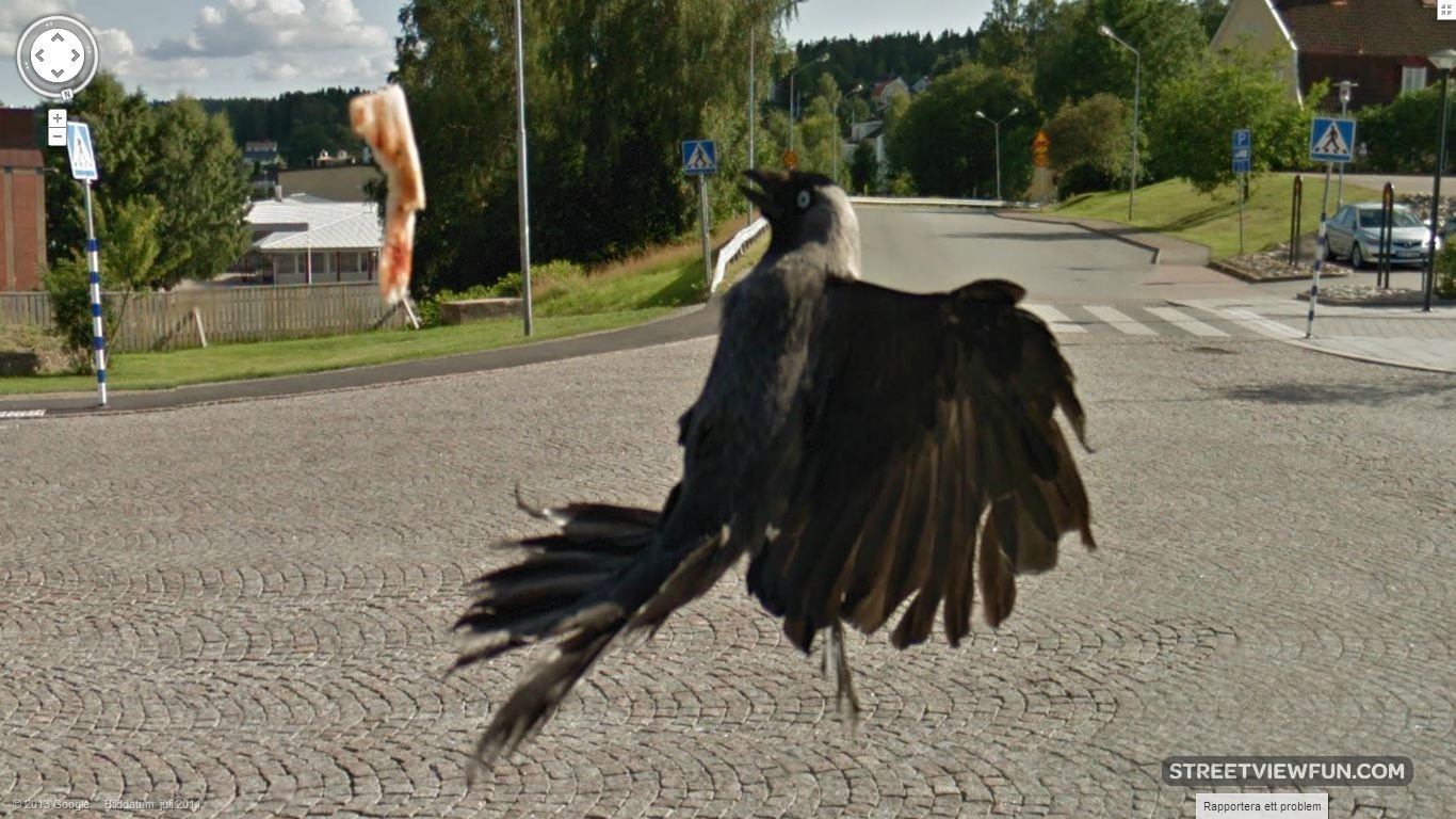 Crow scared by Google Street View, lose pizza slice - STREETVIEWFUN