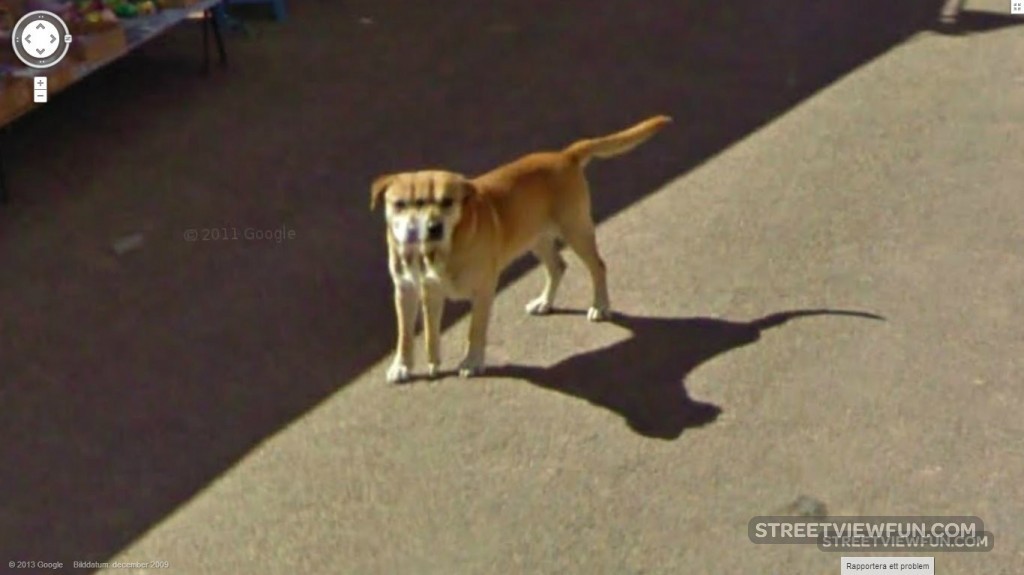 The mutant dog - STREETVIEWFUN