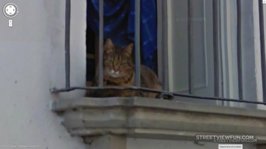 Grumpy cat is on Google Street View - STREETVIEWFUN
