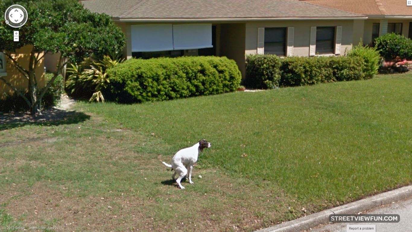 Dog caught red handed - STREETVIEWFUN
