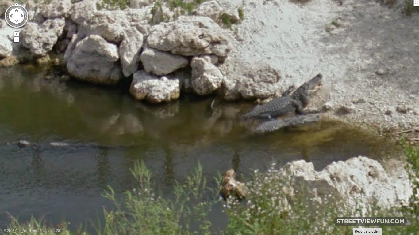 Gator smile – STREETVIEWFUN