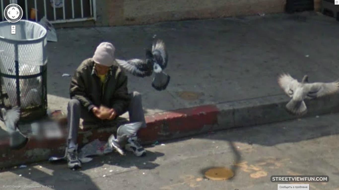Pigeons - STREETVIEWFUN