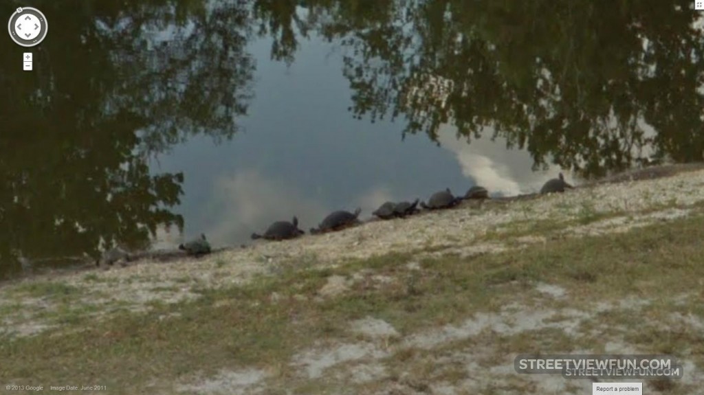 It's a turtle party - STREETVIEWFUN