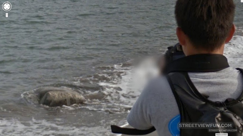 Sea turtle leaving the beach - STREETVIEWFUN