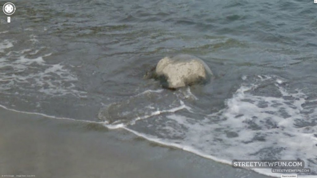 Sea turtle leaving the beach - STREETVIEWFUN