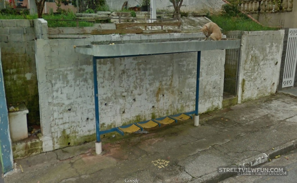 Dog at the bus stop – STREETVIEWFUN