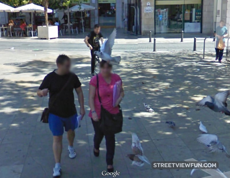 Pigeon Hat - STREETVIEWFUN