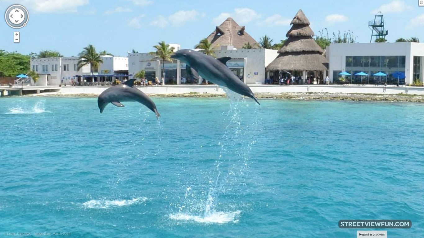 Dolphins in flight - STREETVIEWFUN