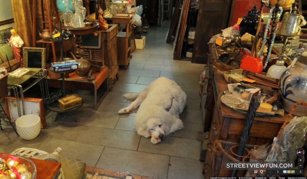 The cutest dog on Google Street View? – STREETVIEWFUN