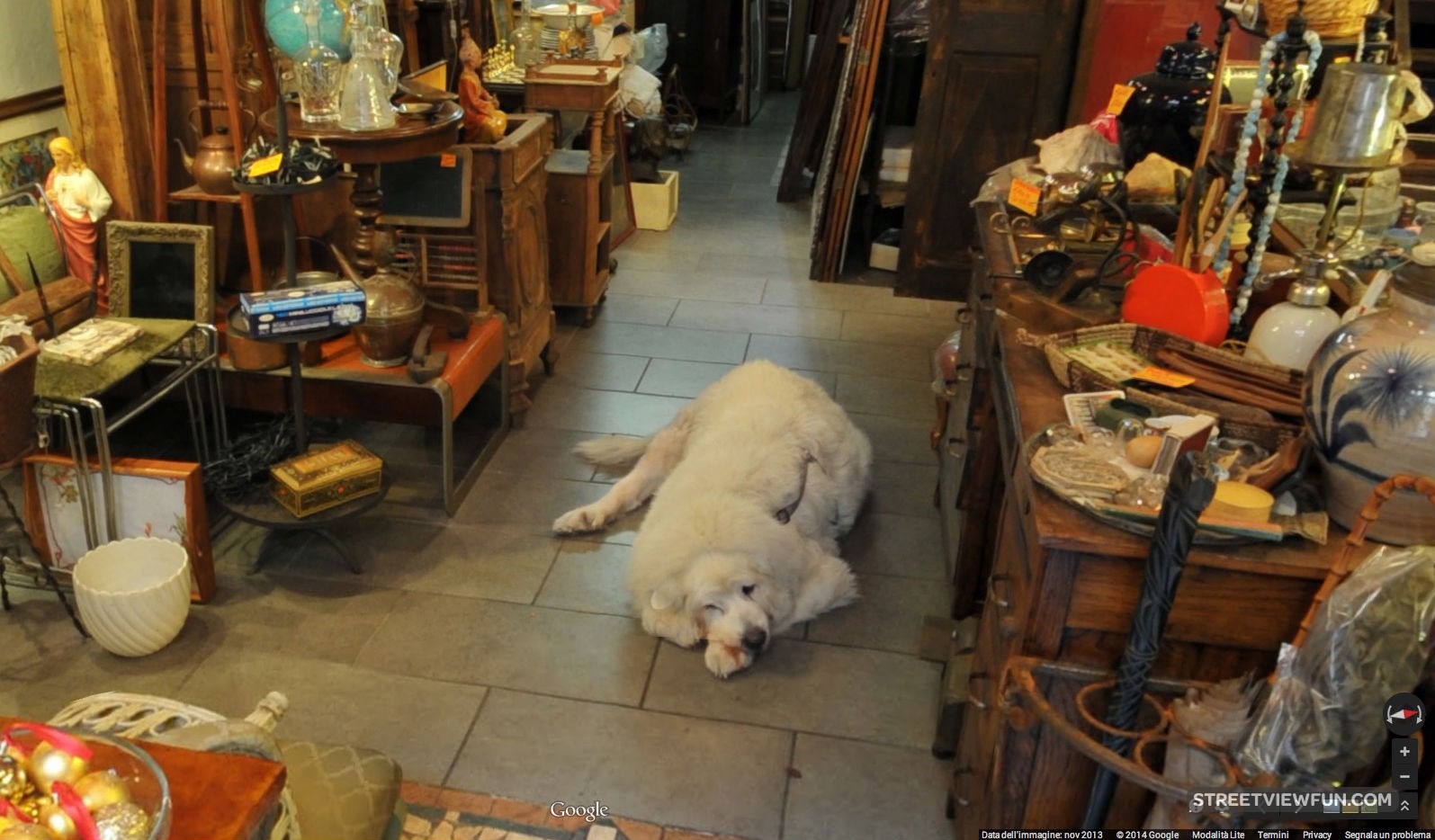 The cutest dog on Google Street View? - STREETVIEWFUN