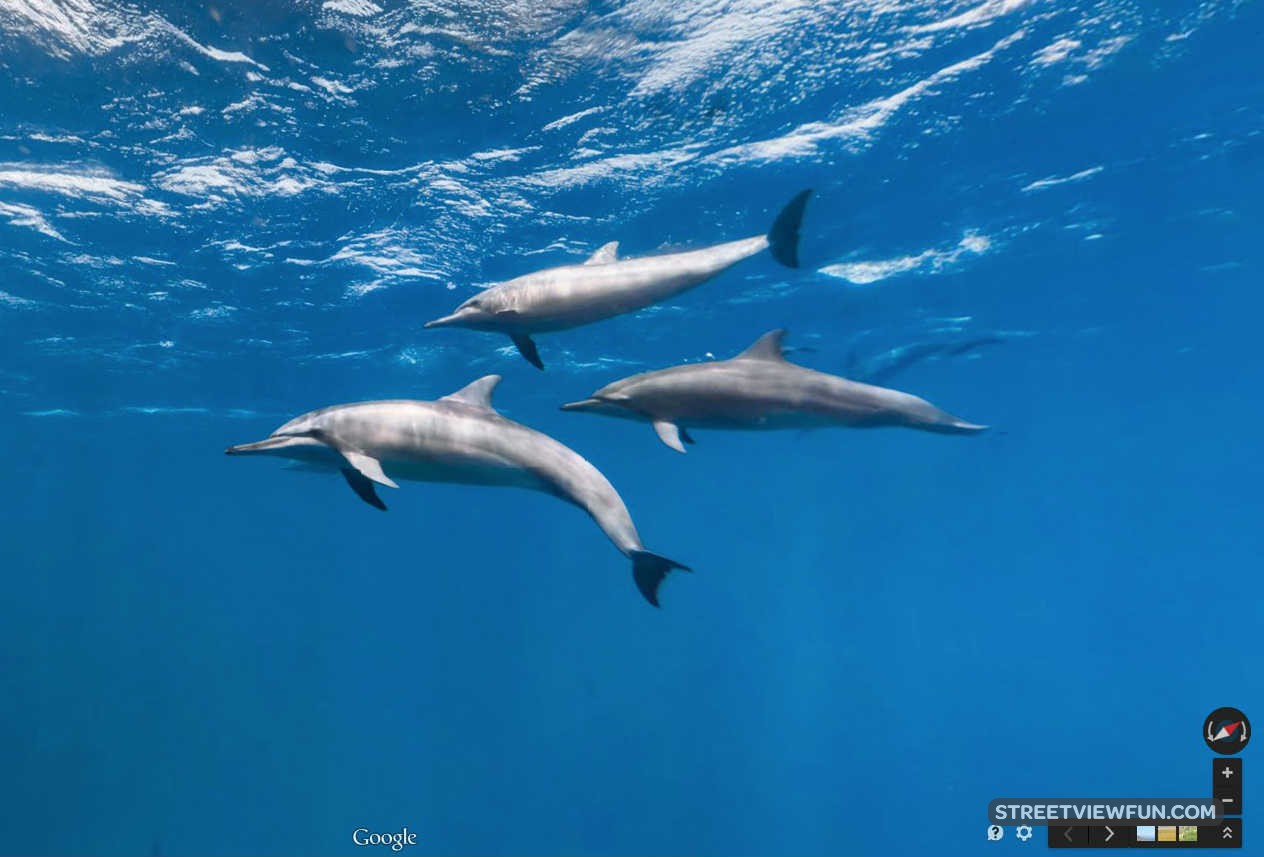 Swim with dolphins in Brazil on Google Street View - STREETVIEWFUN