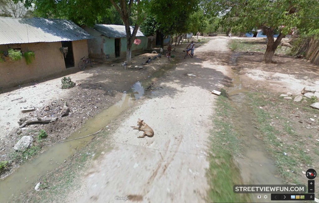 Hey there cute dog, look out for the Google car… – STREETVIEWFUN