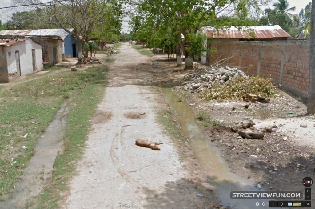 Hey there cute dog, look out for the Google car… – STREETVIEWFUN