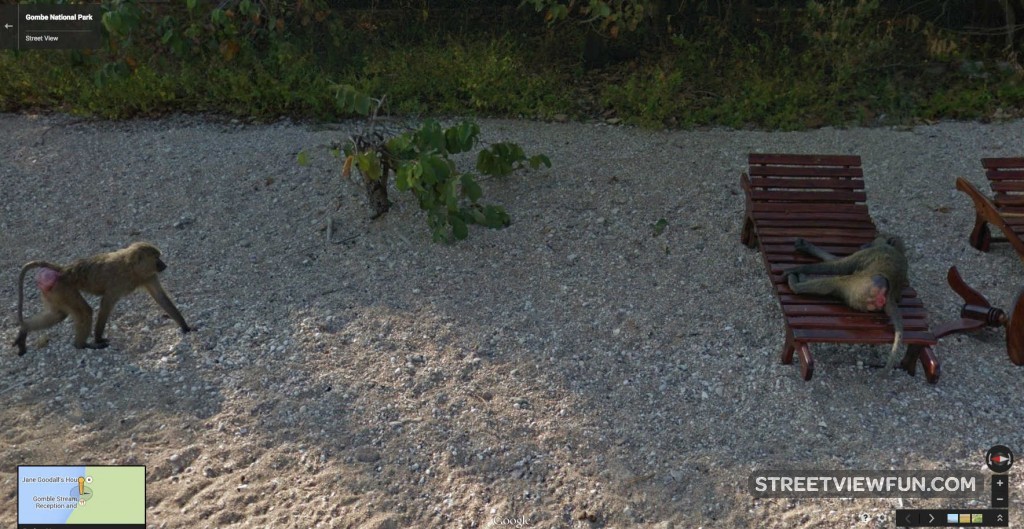 Sleeping Archives - STREETVIEWFUN