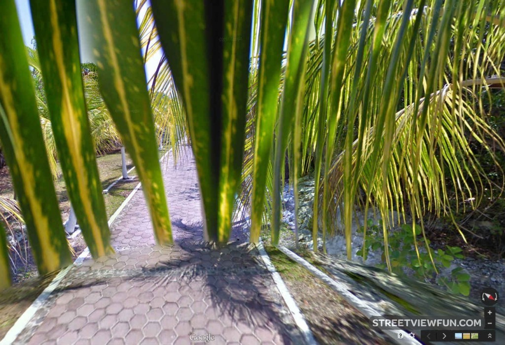 Google tree view - STREETVIEWFUN