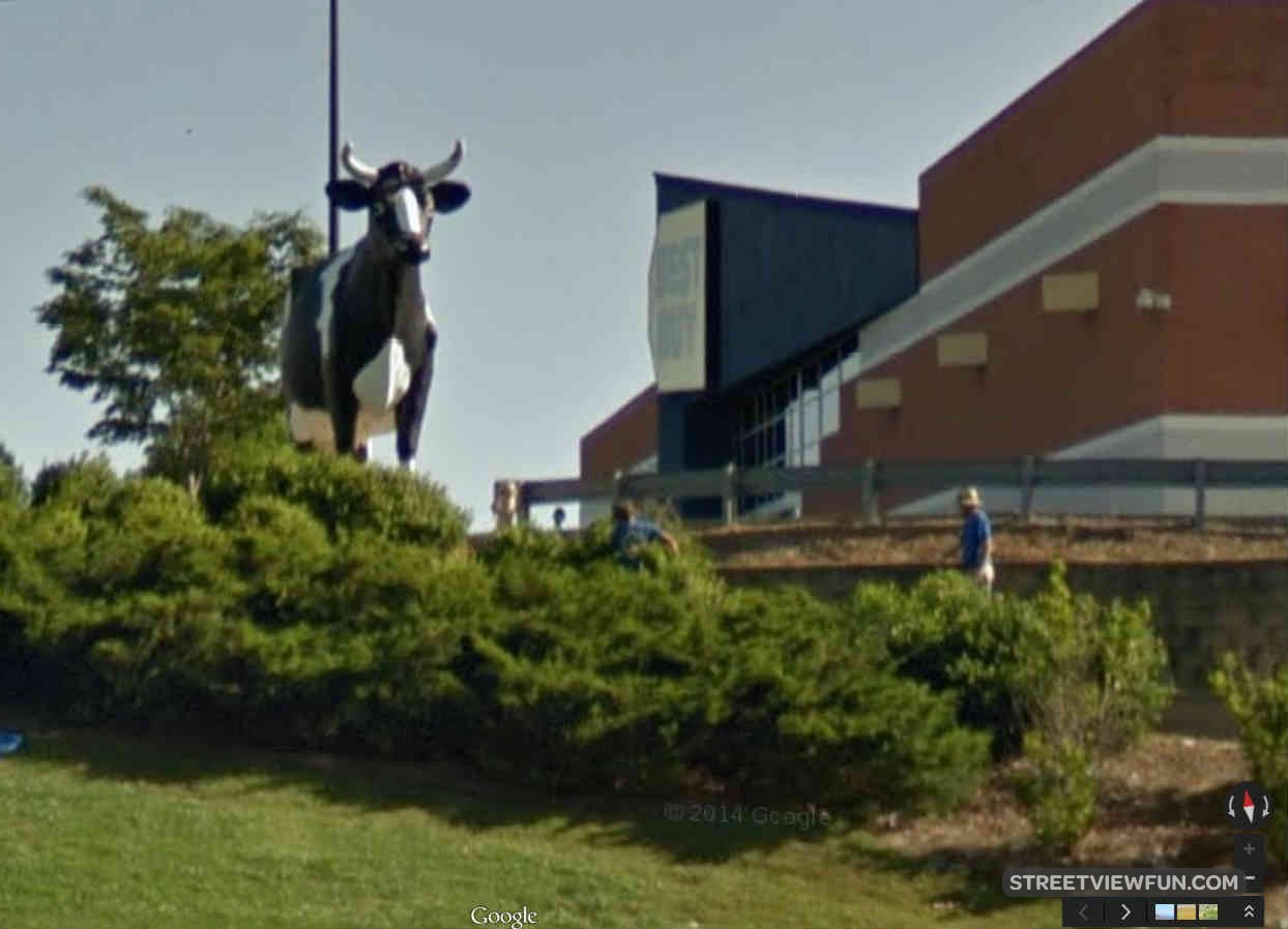 Big cow - STREETVIEWFUN