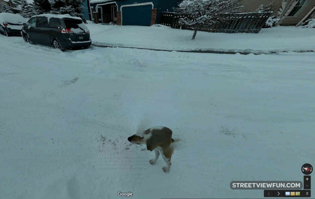 Two-legged dog - STREETVIEWFUN