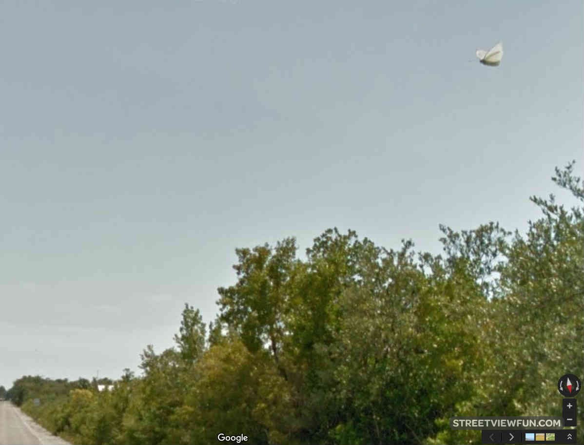 Locust in flight - STREETVIEWFUN