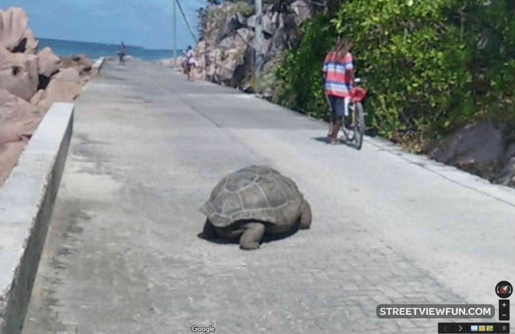 Turtle crossing - STREETVIEWFUN