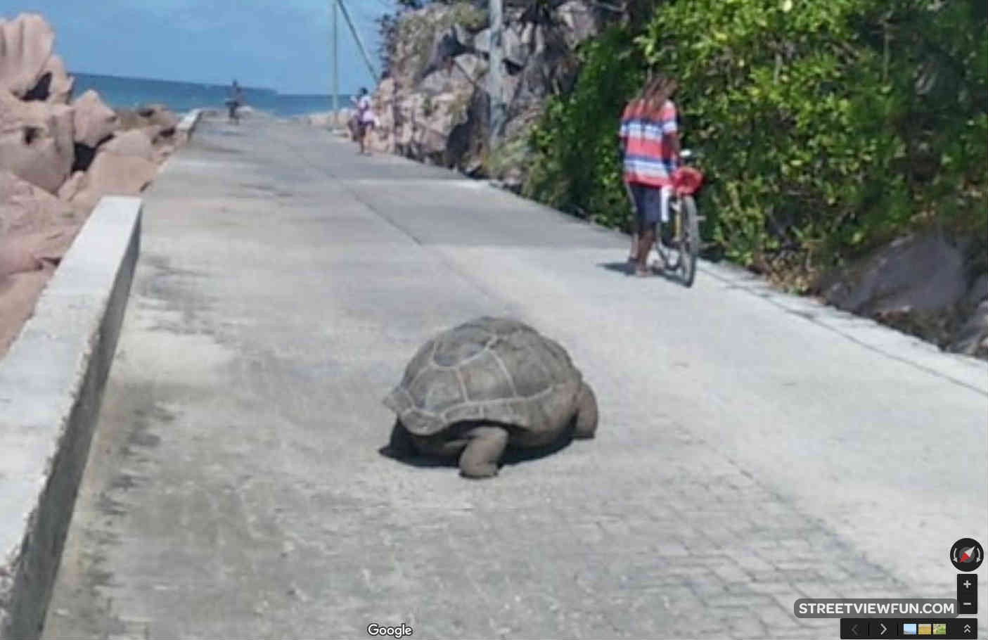 Turtle crossing - STREETVIEWFUN