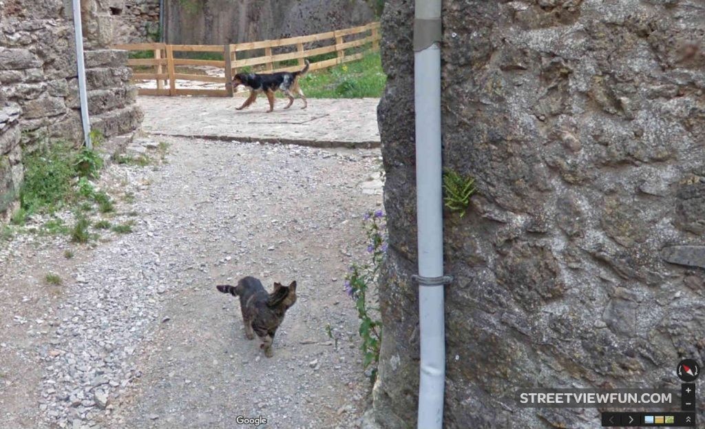 Cat dodging a dog - StreetViewFun