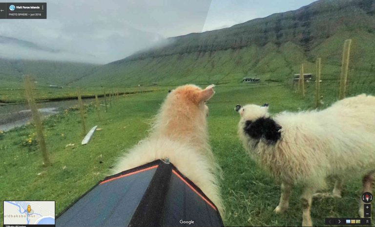 Sheep View on Faroe Islands - STREETVIEWFUN