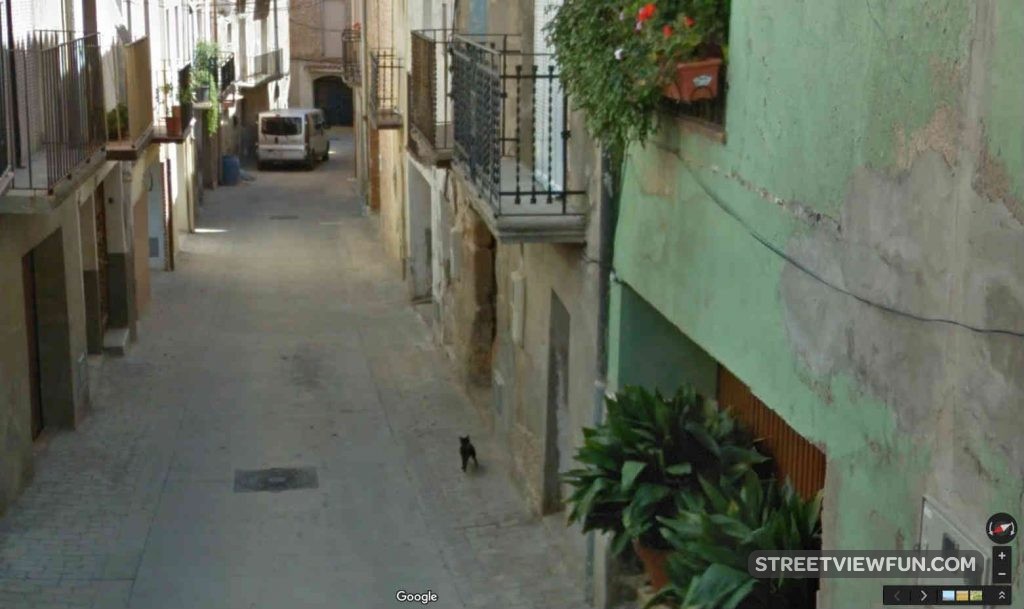 Cat jumping up the door! - StreetViewFun
